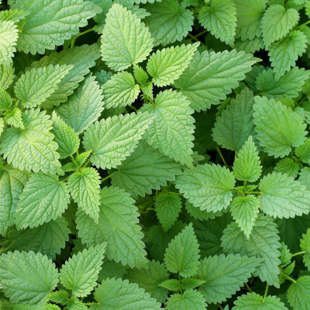 Single Herbs Loose Leaf – Wildcraft Dispensary